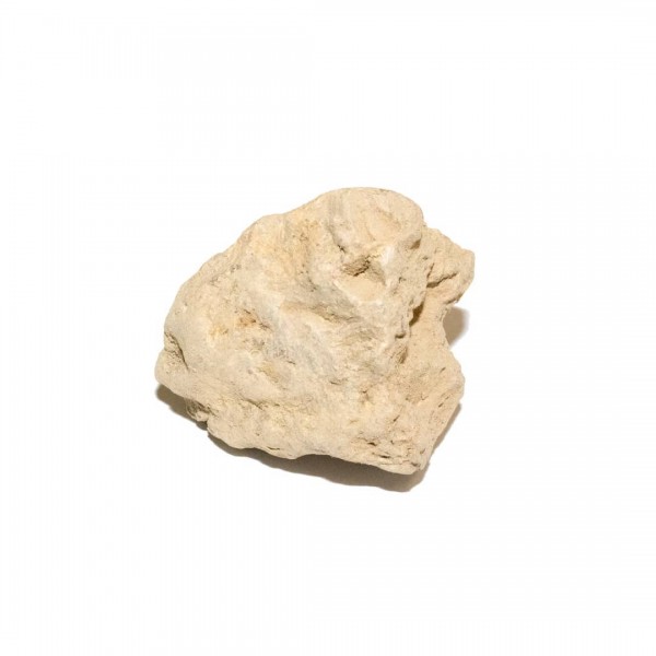 Salty Calaba - MUSEUM OF EDIBLE EARTH